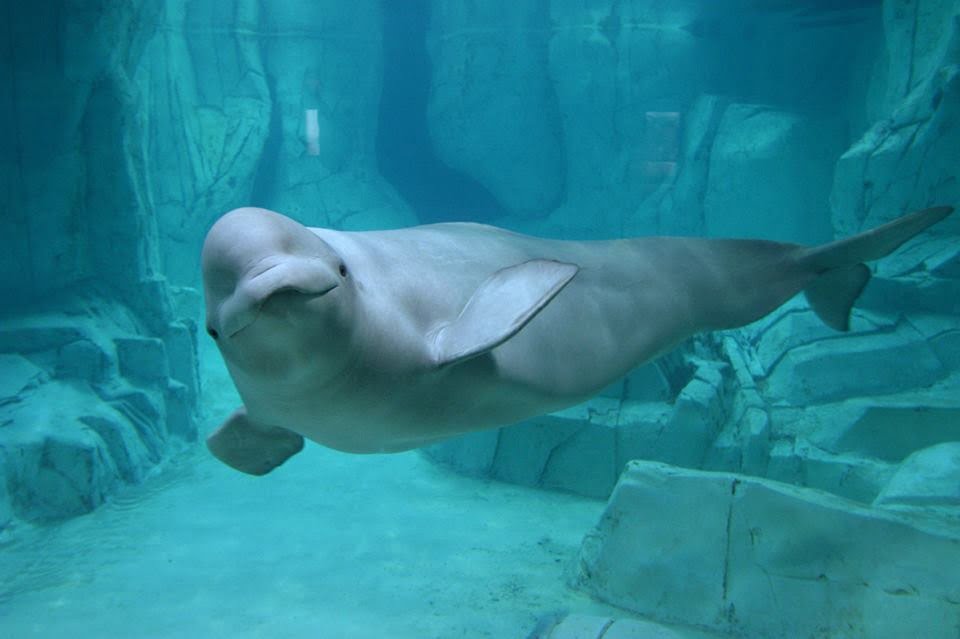 Belugas | Oceanografic Valencia Web oficial - 960.47.06.47
